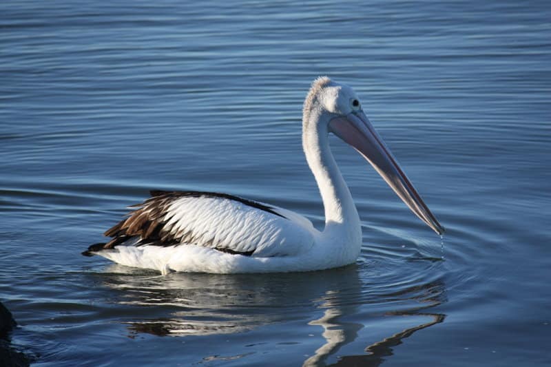 Shorncliffe to Sandgate Foreshore Walk - Pram Walks