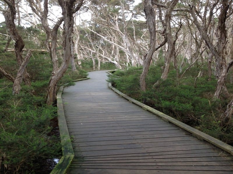 Mount Martha - Balcombe Creek Boardwalk - Pram Walks