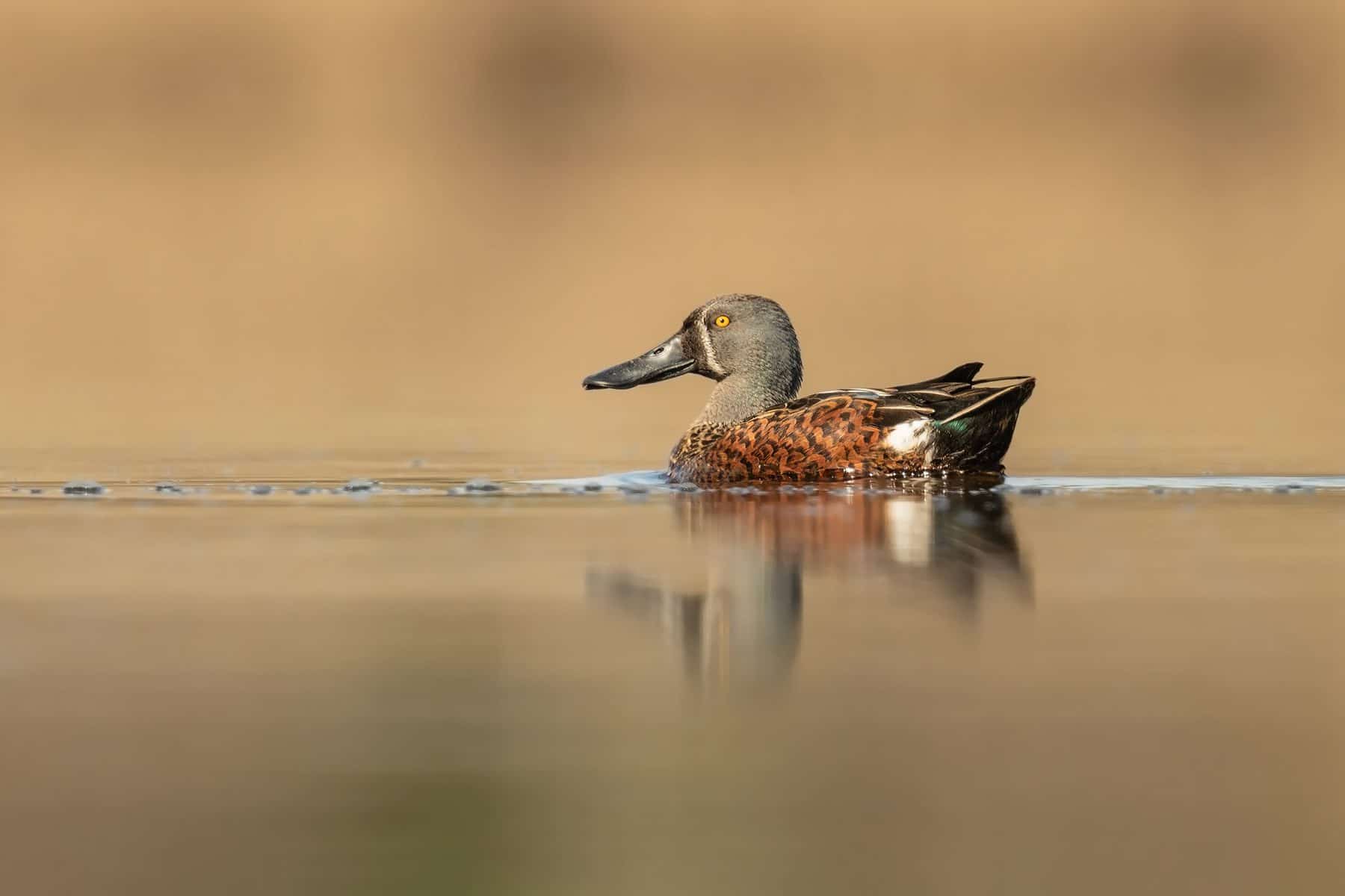 Laratinga Wetlands - Mount Barker - SA - Pram Walks