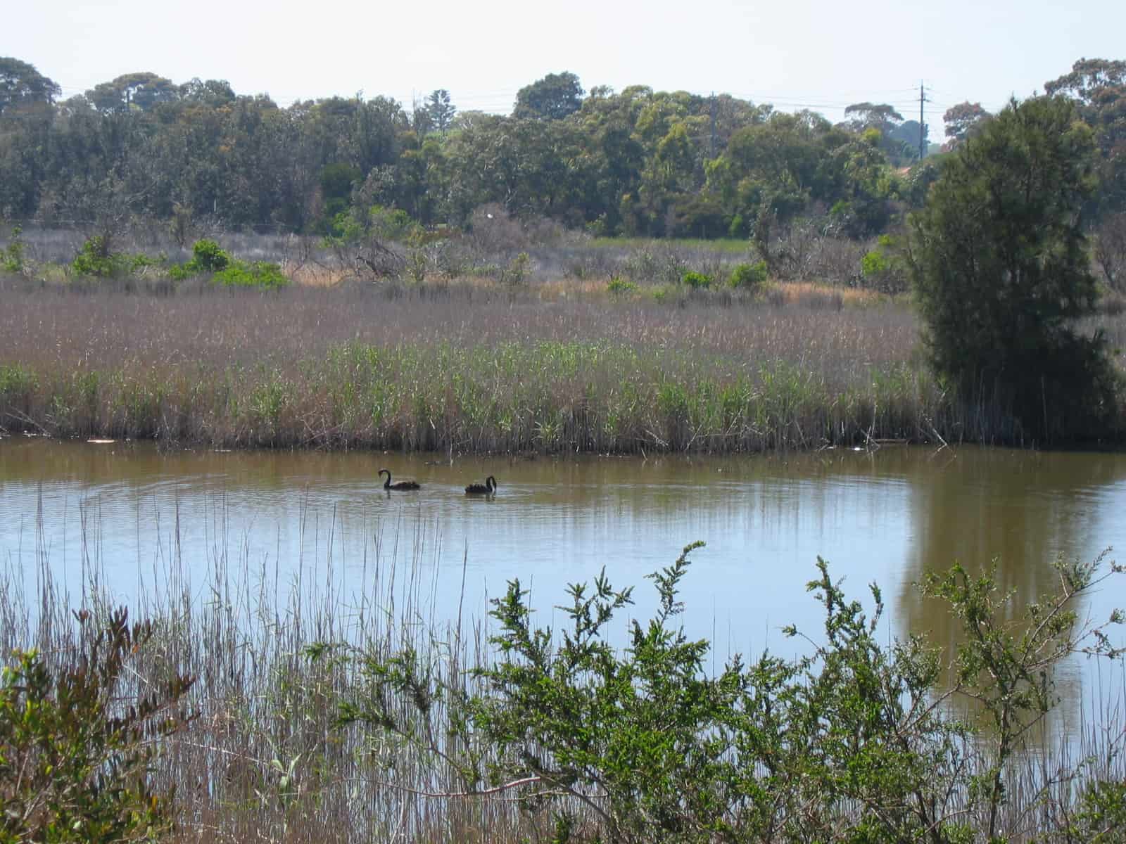 Edithvale Seaford Wetlands - Seaford - Vic - Pram Walks